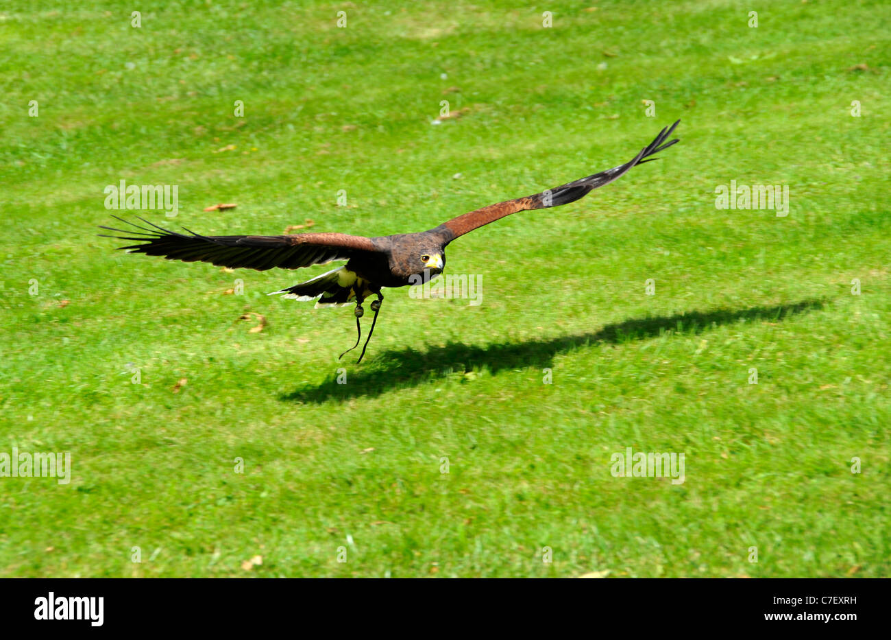 Hawk swooping hi-res stock photography and images - Alamy