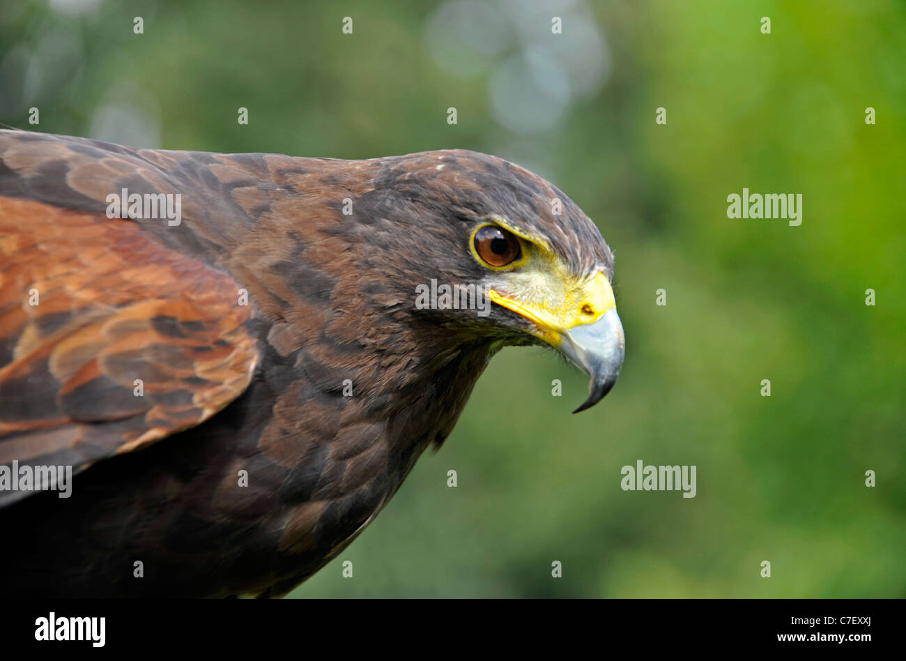 Female harris hawk hi-res stock photography and images - Alamy