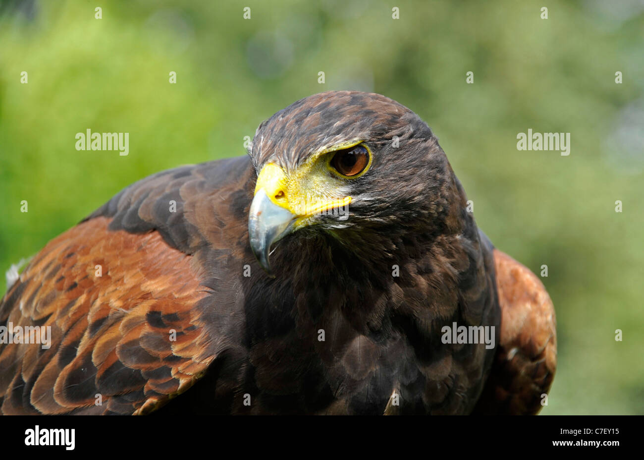 Cute hawk hi-res stock photography and images - Alamy