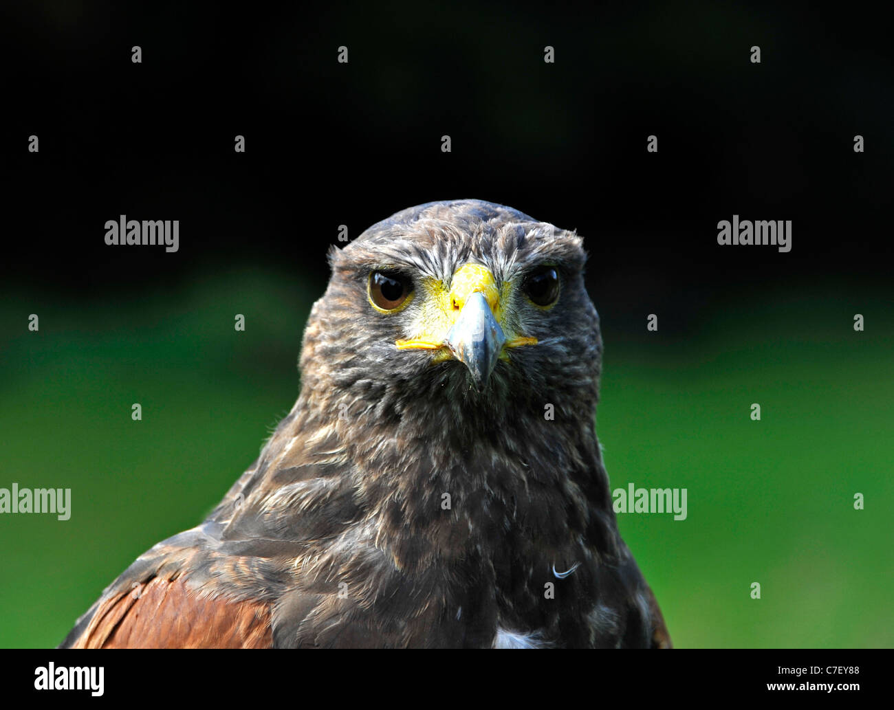 Cute hawk hi-res stock photography and images - Alamy