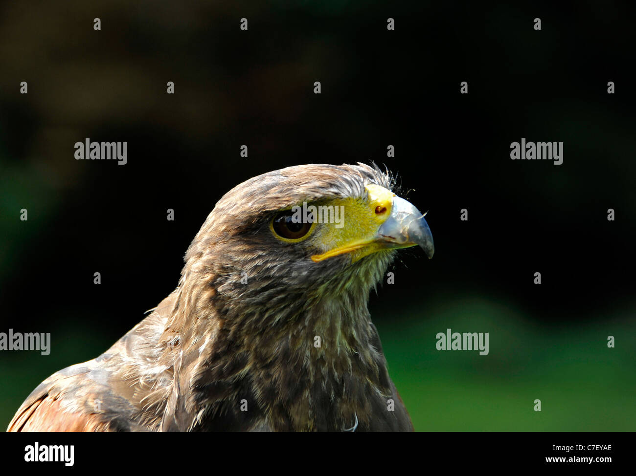 Cute hawk hi-res stock photography and images - Alamy