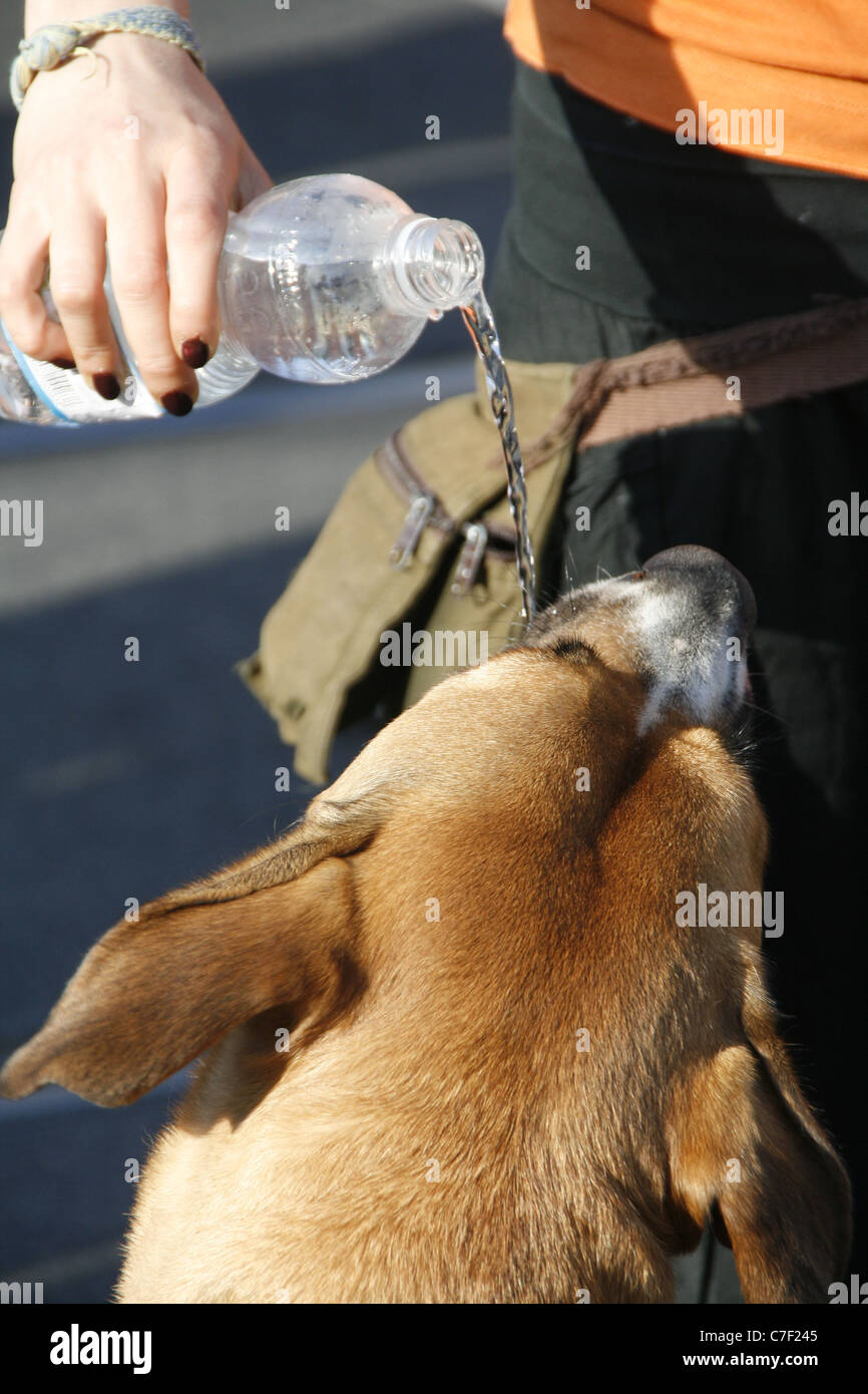 Owner pouring water dog hi-res stock photography and images - Alamy