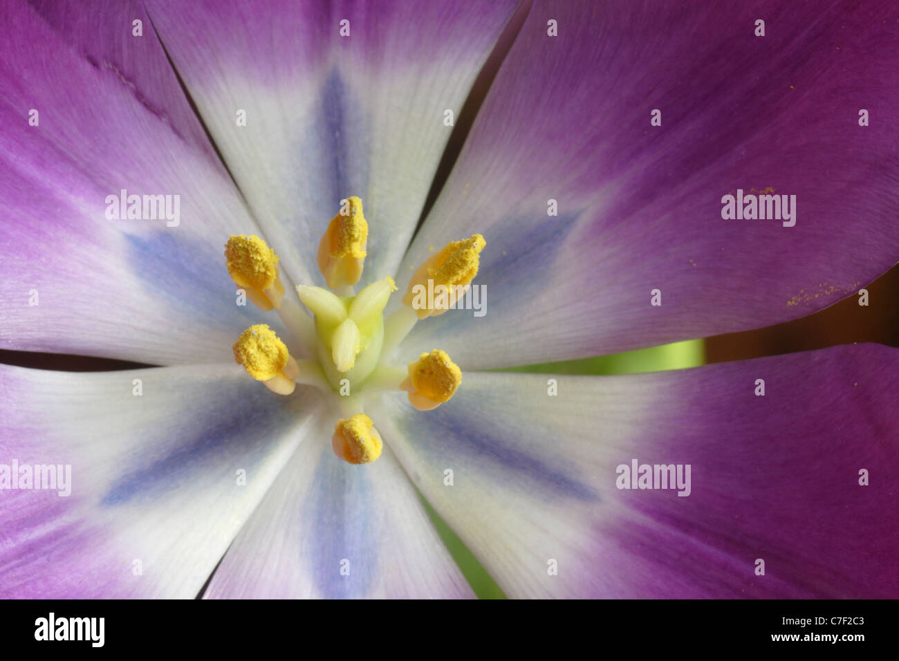 Tulip flower close up. Stamen and stigma tulip petals, purple flower ...