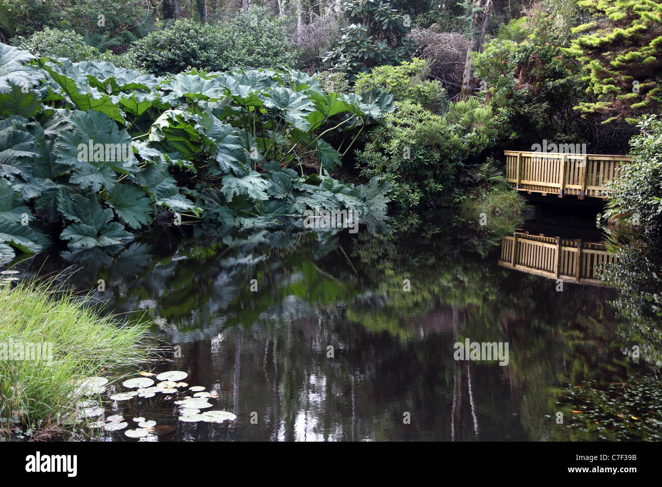 Kells Bay Gardens Gunnera Pond, Co Kerry, Ireland Stock Photo - Alamy