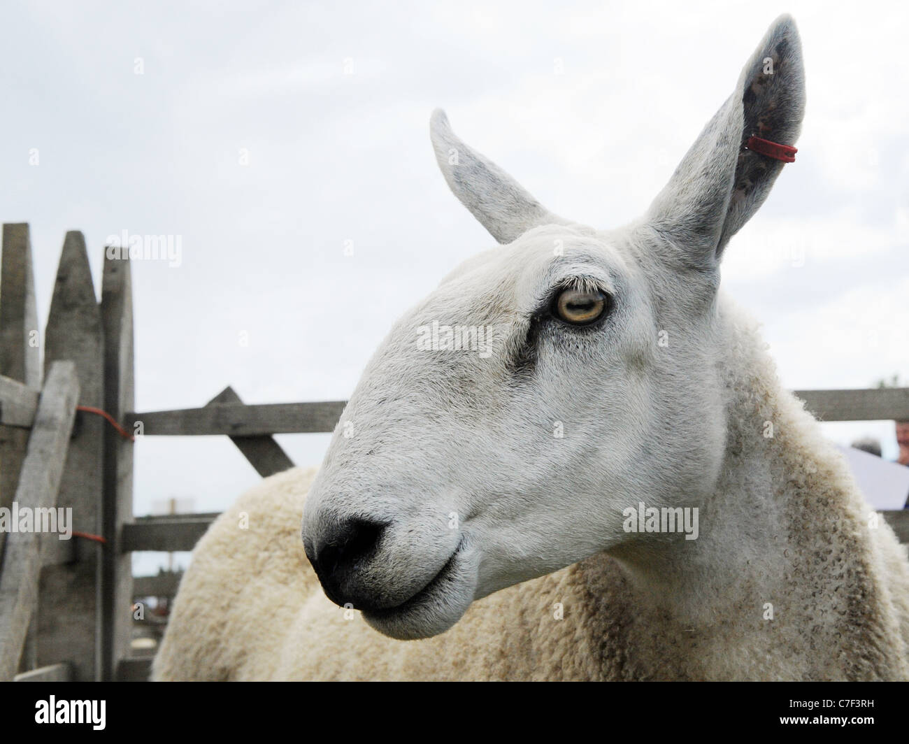 The face of a Border Leicester sheep Stock Photo - Alamy