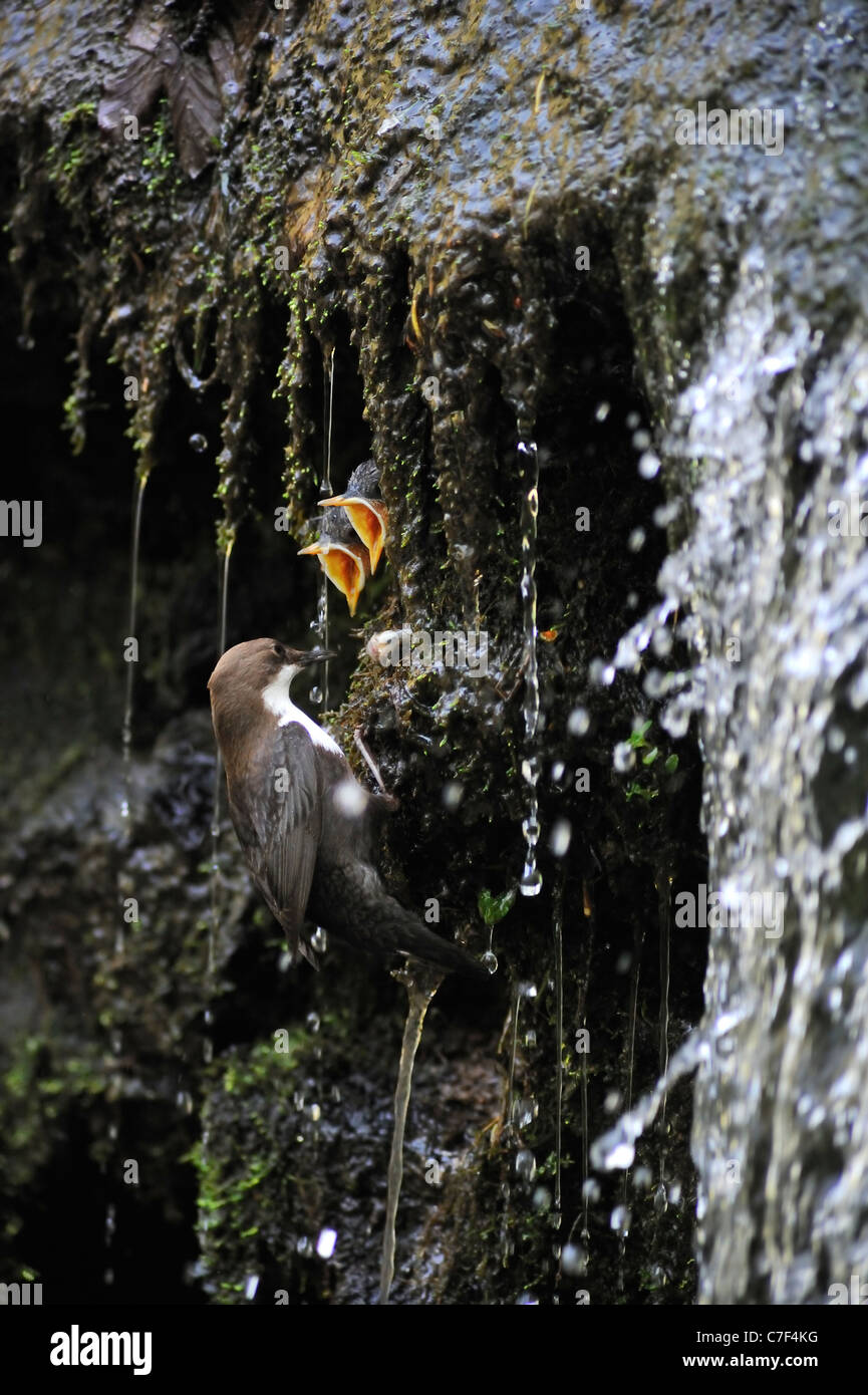 European White-throated Dipper (Cinclus cinclus) bringing food to ...