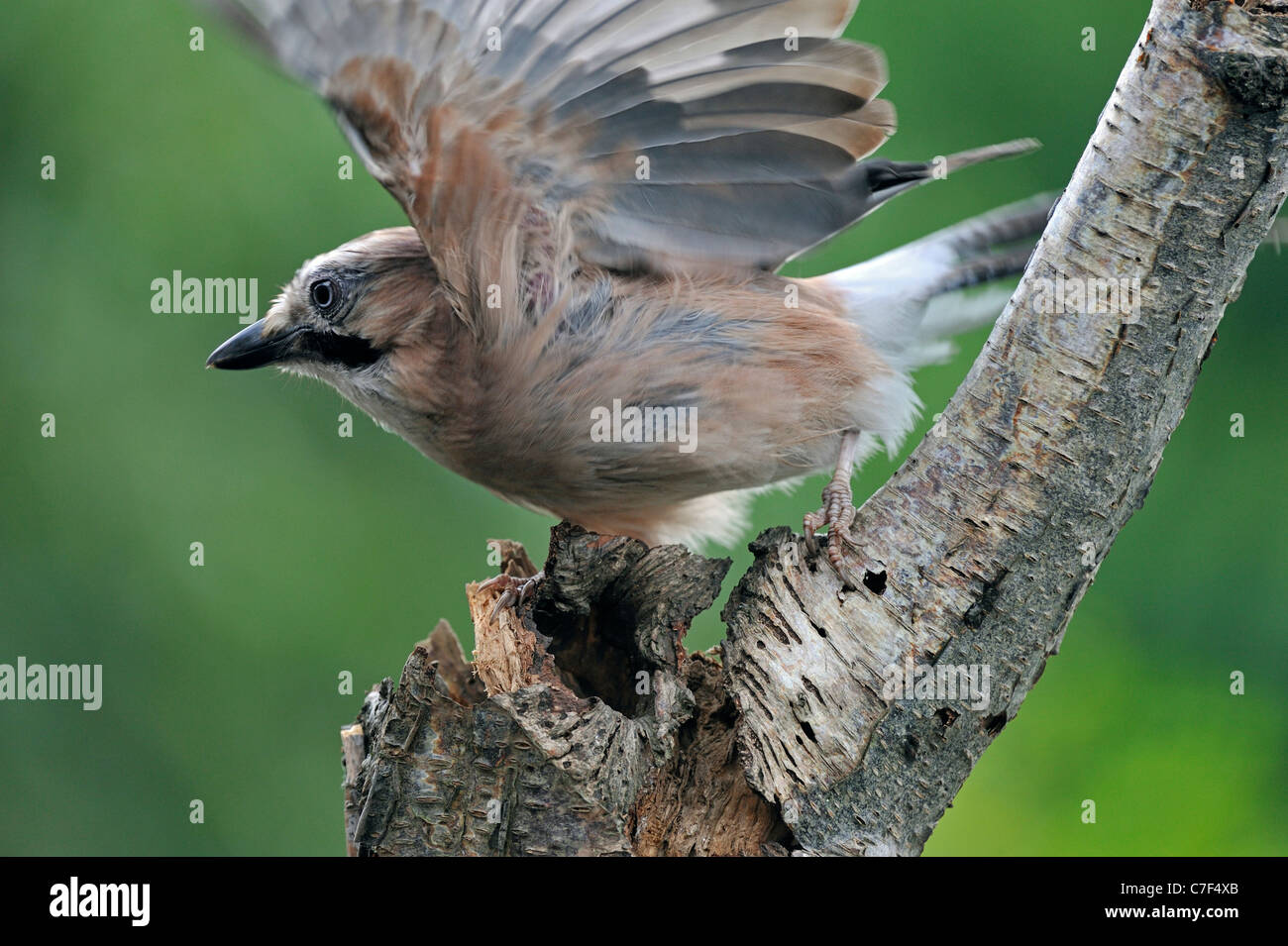 Eurasian jay flying hi-res stock photography and images - Alamy