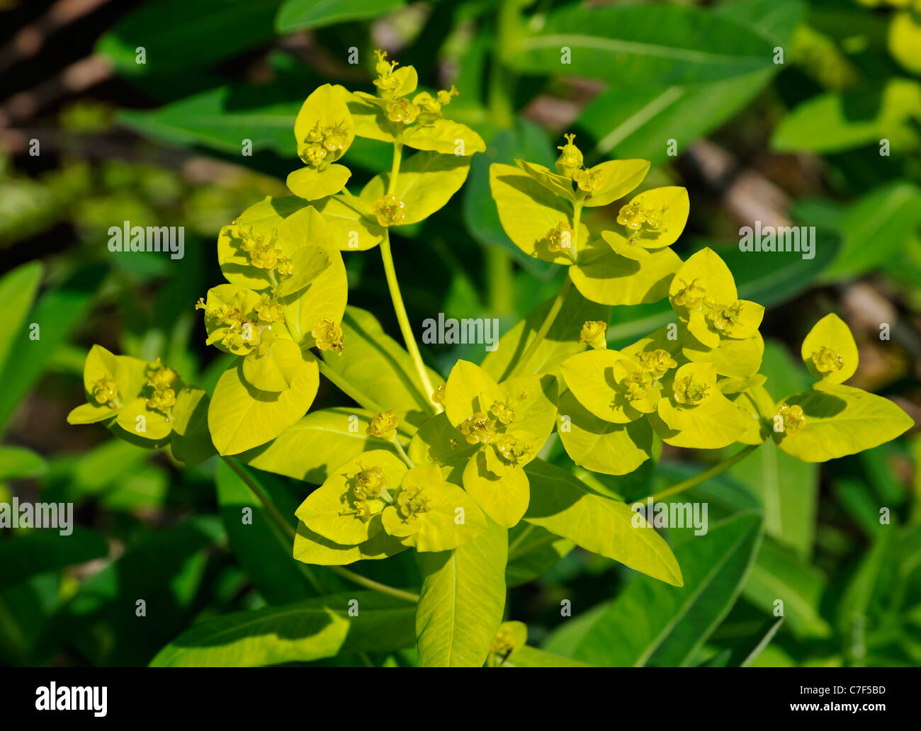 Irish Spurge - Euphorbia hyberna Stock Photo - Alamy