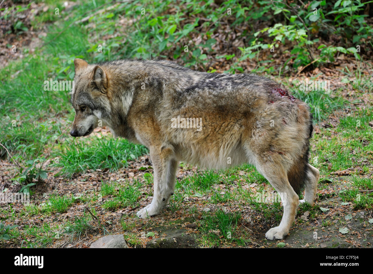Subordinate wounded European Grey Wolf (Canis lupus) with tail down ...