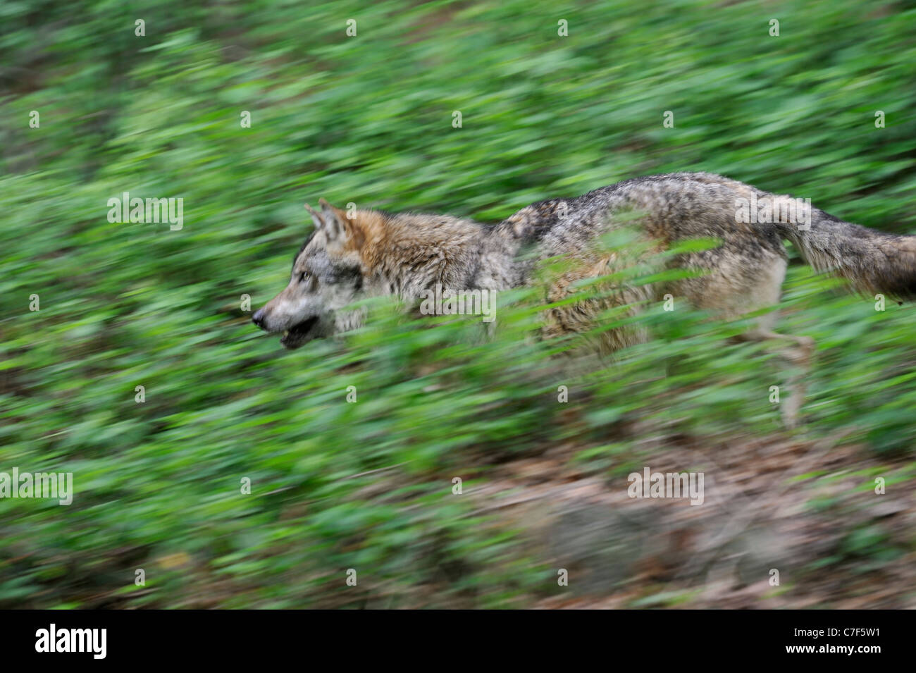 Wolf speed hi-res stock photography and images - Alamy