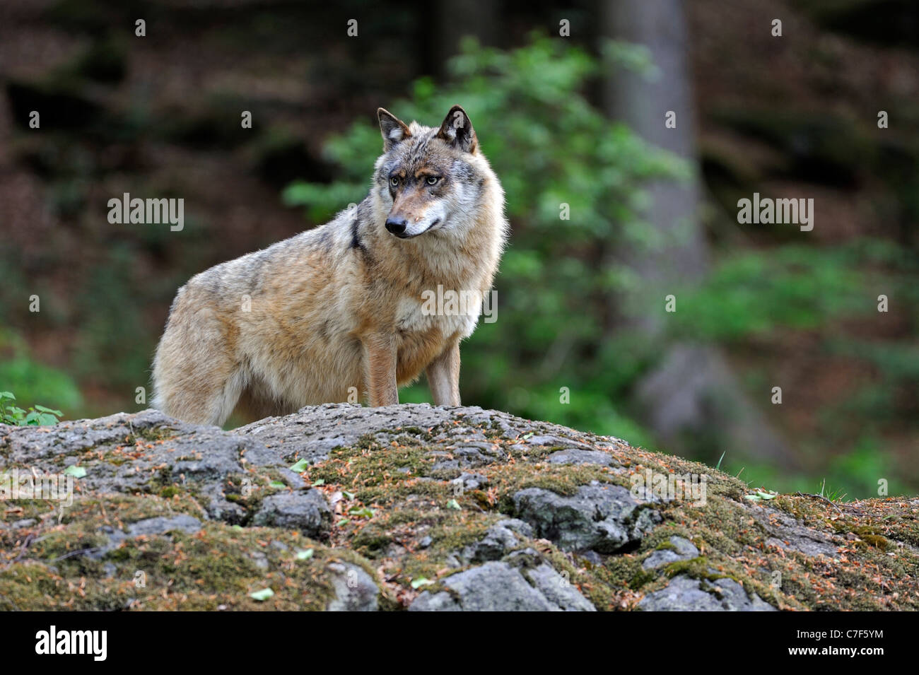 Wolf on rock hi-res stock photography and images - Alamy