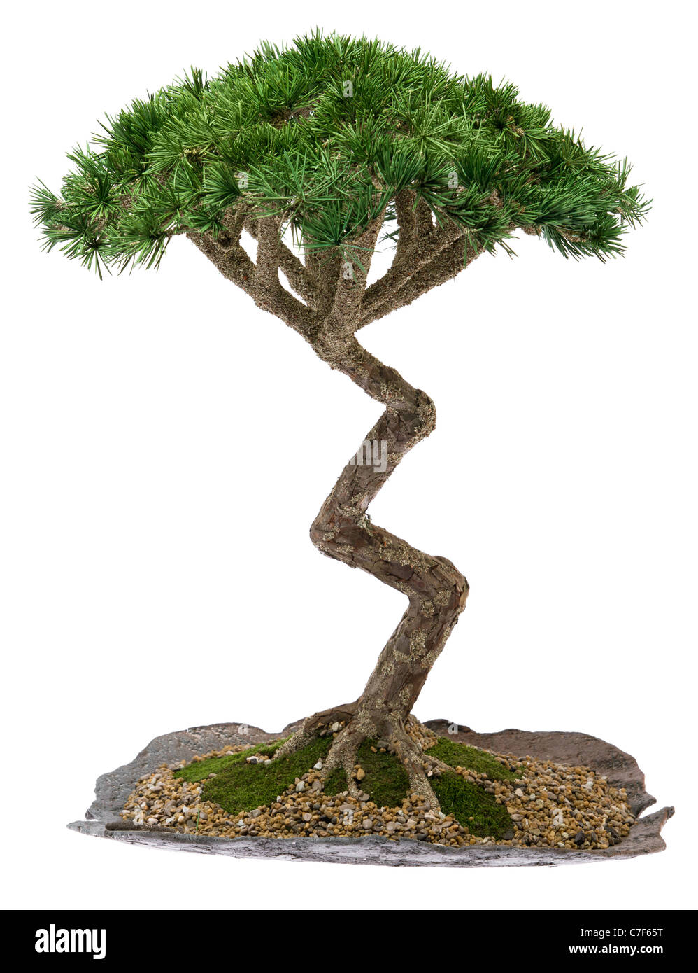 A small bonsai tree in a ceramic plate. Isolated on a white background ...