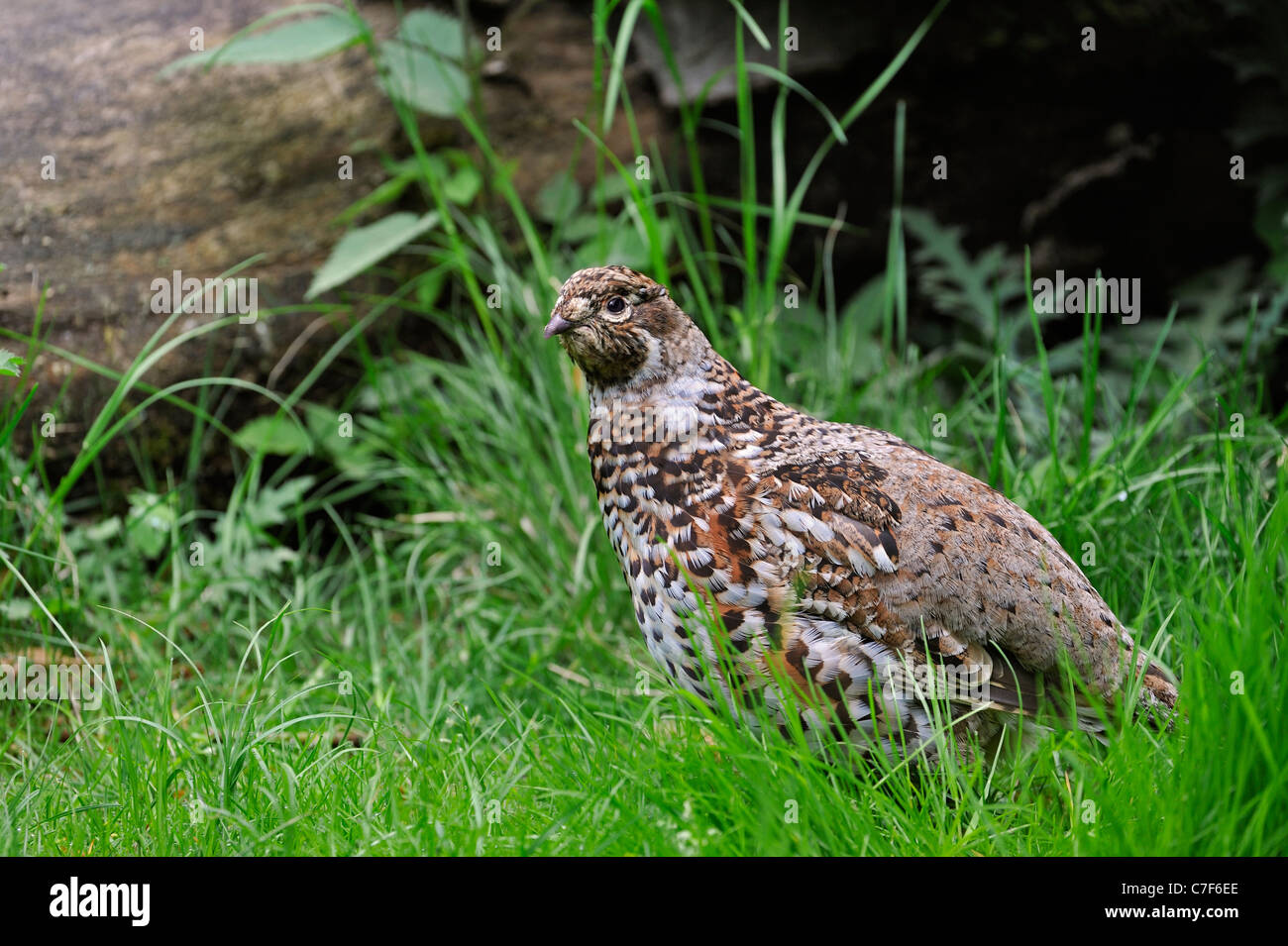 Hazel Grouse / Hazel Hen (Tetrastes bonasia / Bonasa bonasia) female in ...