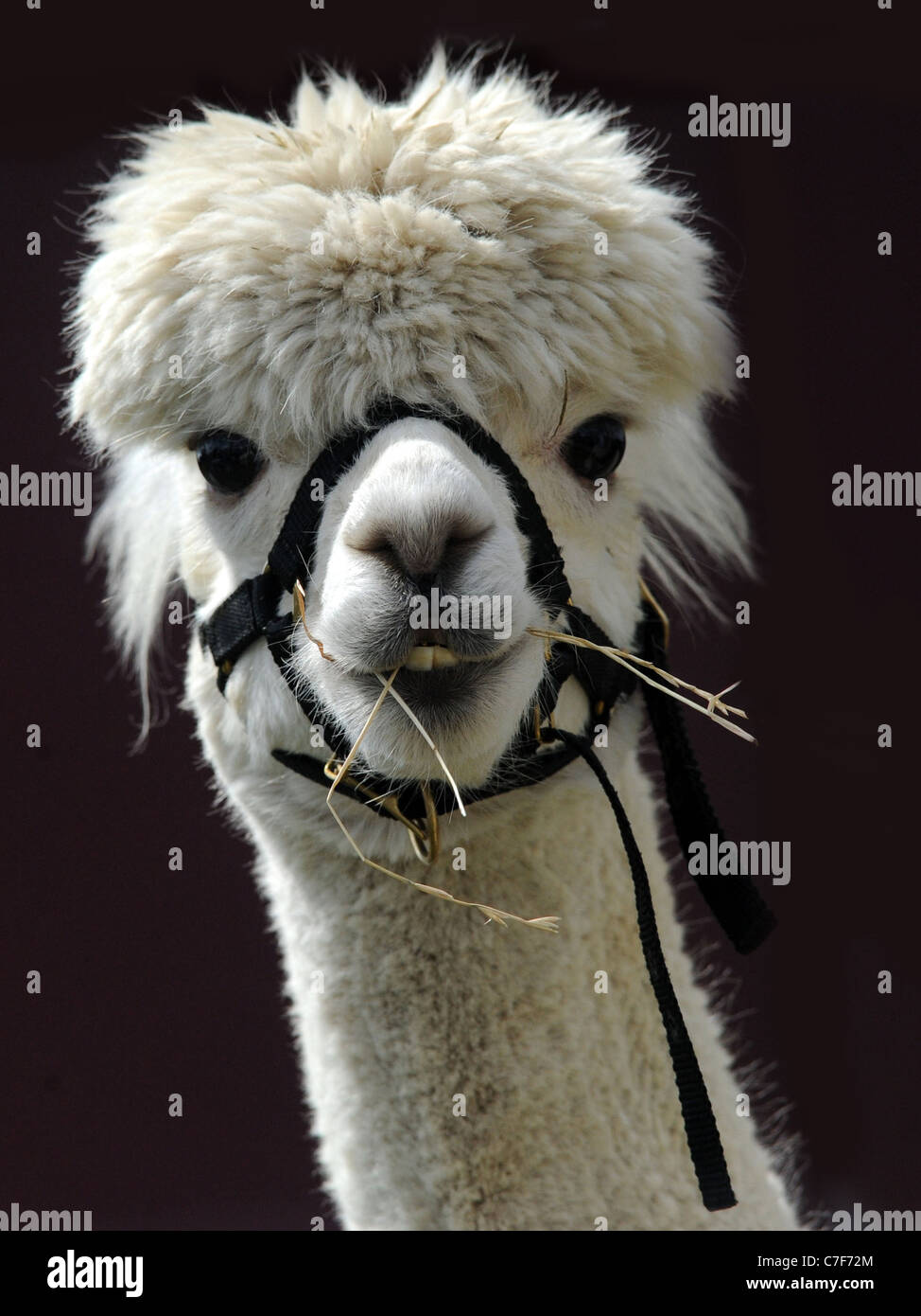 A happy smiling white young alpaca Stock Photo - Alamy
