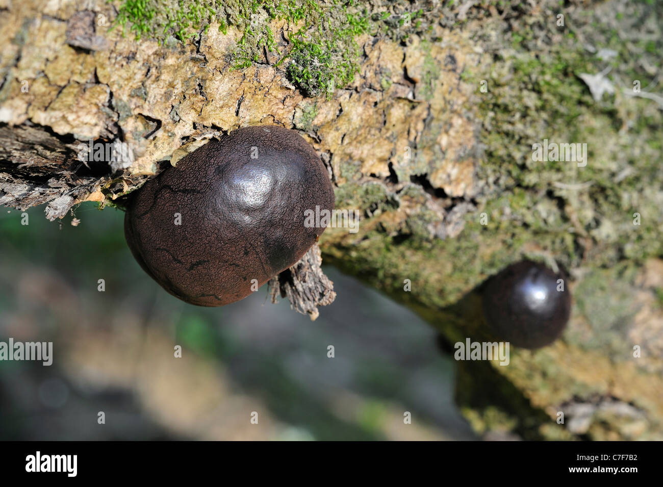 Coal fungus hi-res stock photography and images - Alamy