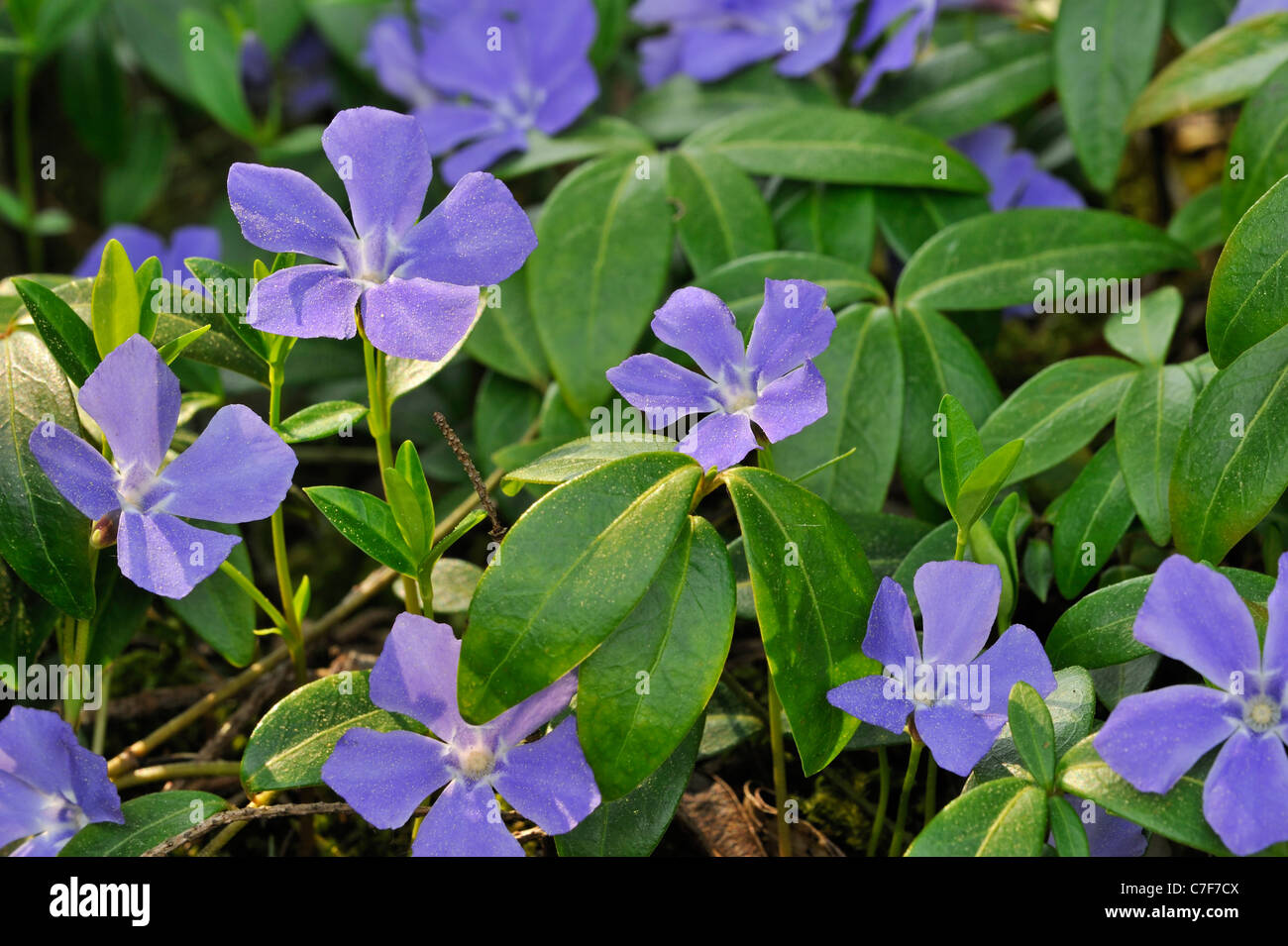 Lesser periwinkle / Dwarf periwinkle (Vinca minor) in flower in spring ...