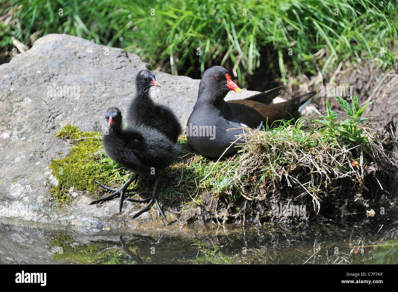 Black gallinule hi-res stock photography and images - Alamy