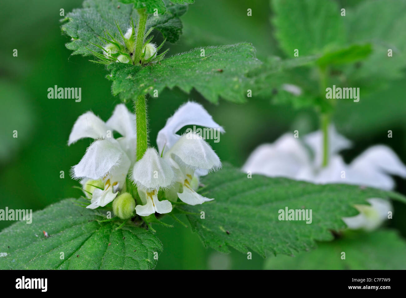 White deadnettle / dead nettle (Lamium album) in flower in spring Stock ...