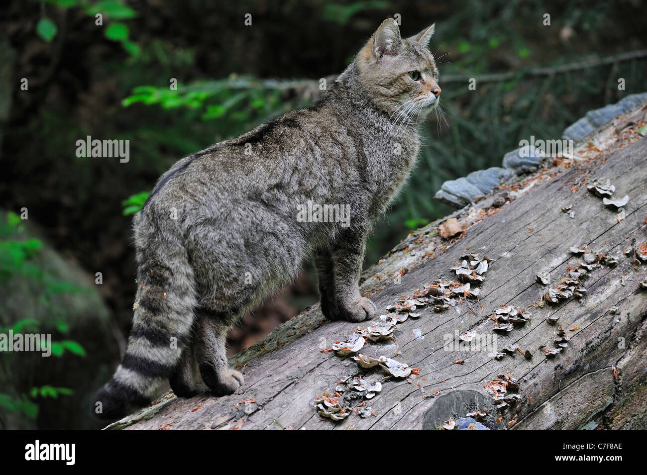 Cats In Tree High Resolution Stock Photography and Images - Alamy