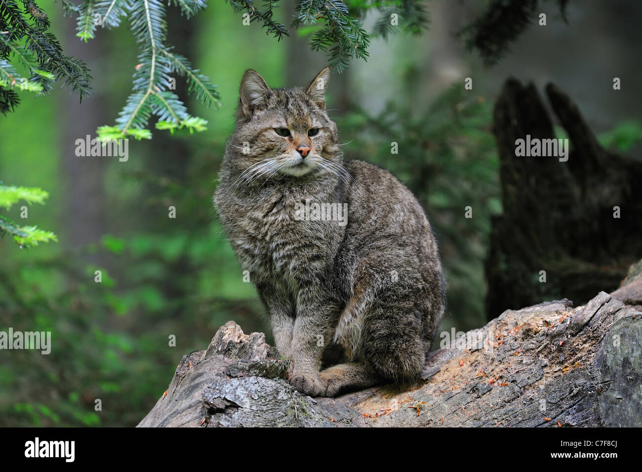 Scottish wild cat on tree hi-res stock photography and images - Alamy