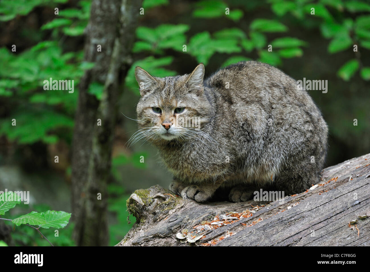 Wild cat (Felis silvestris) sitting on fallen tree trunk in forest ...