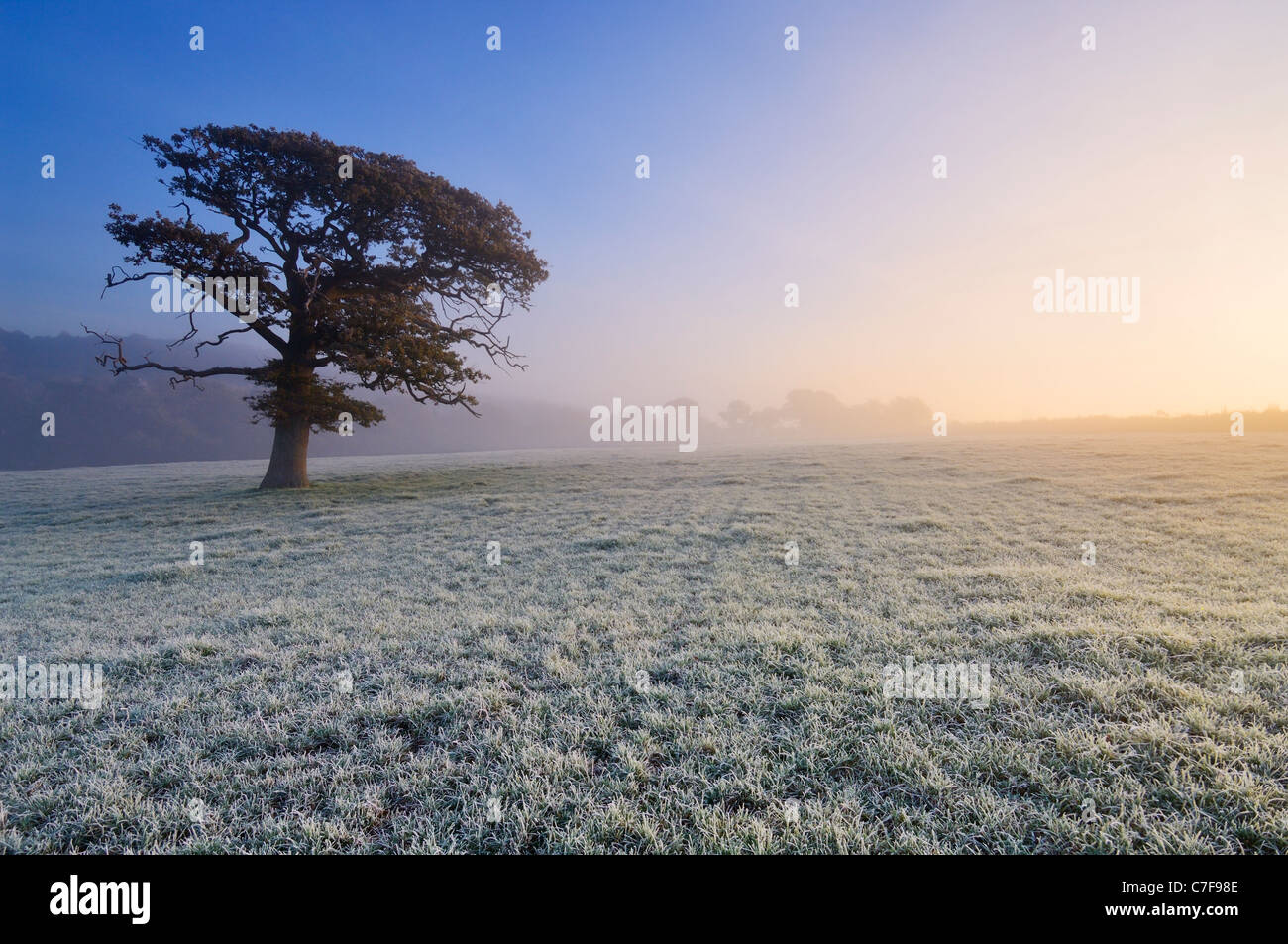 In a frosty field hi-res stock photography and images - Alamy
