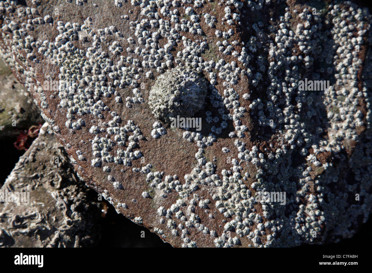 Wales. Shells on rocks on a beach on National Trust coastal path in the ...