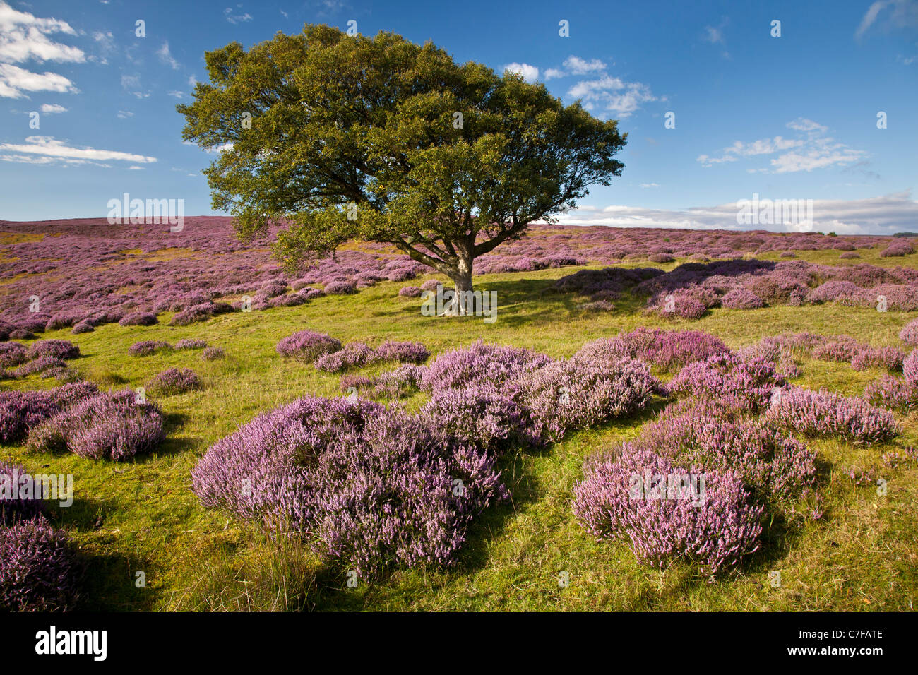 Silver birch tree moorland hi-res stock photography and images - Alamy
