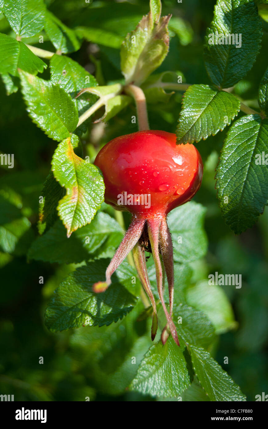 Rosehip flower hi-res stock photography and images - Alamy