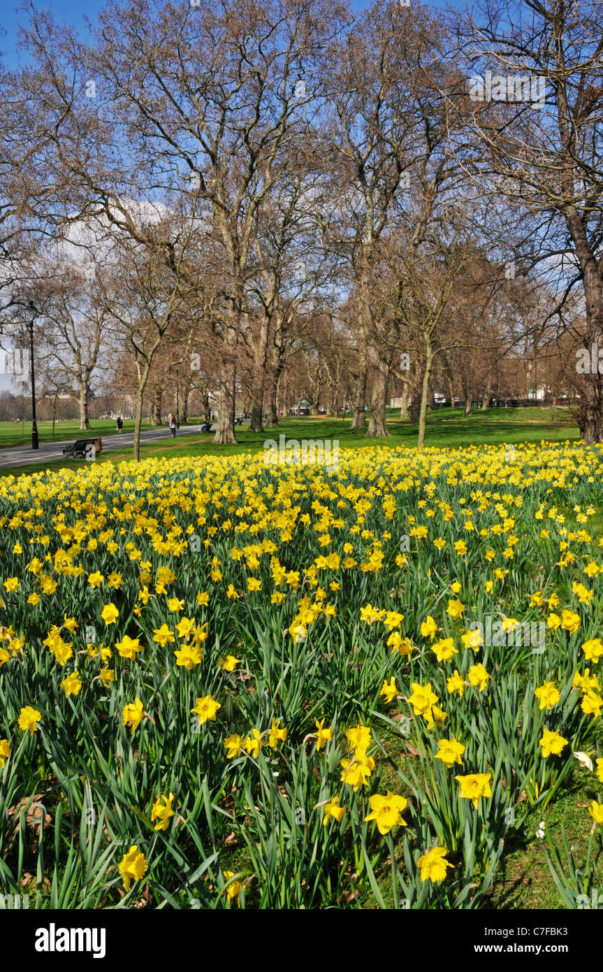 Hyde Park, London. Spring Daffodils with trees Stock Photo - Alamy