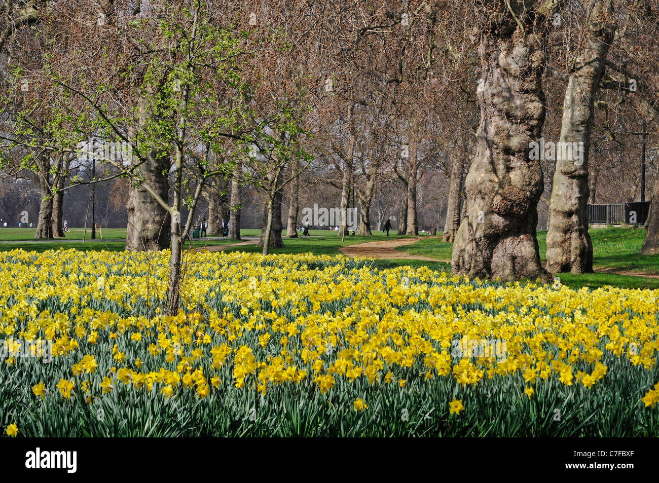 Hyde Park, London. Spring Daffodils amongst trees Stock Photo - Alamy