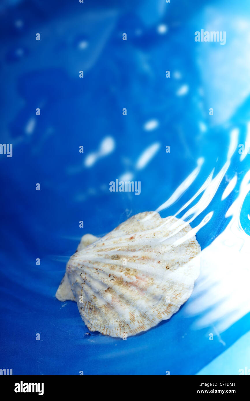 Close-up photo of the seashell under the blue water with ripples Stock ...