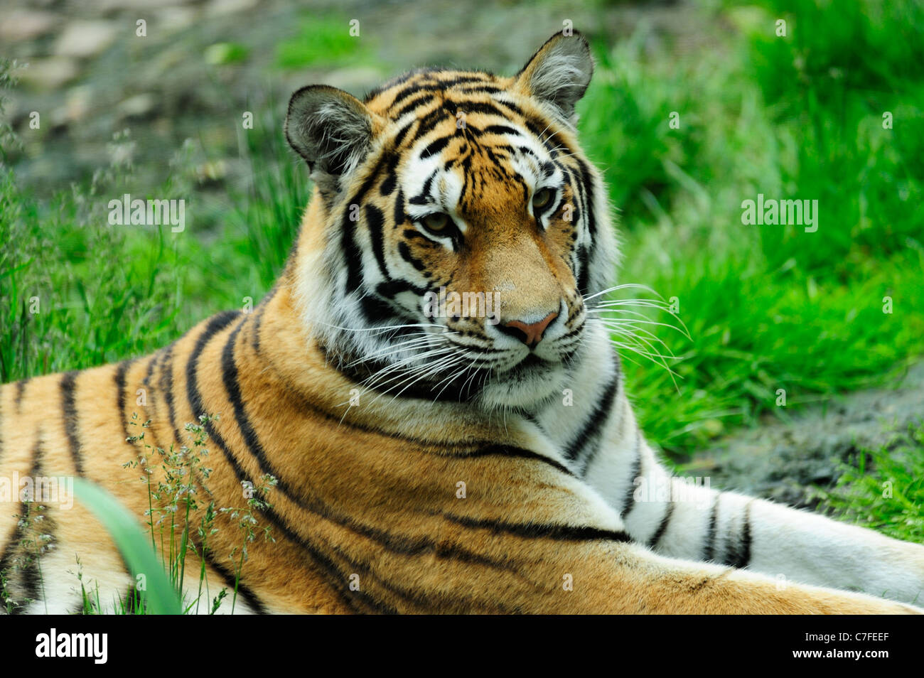 Kingussie High Resolution Stock Photography and Images - Alamy