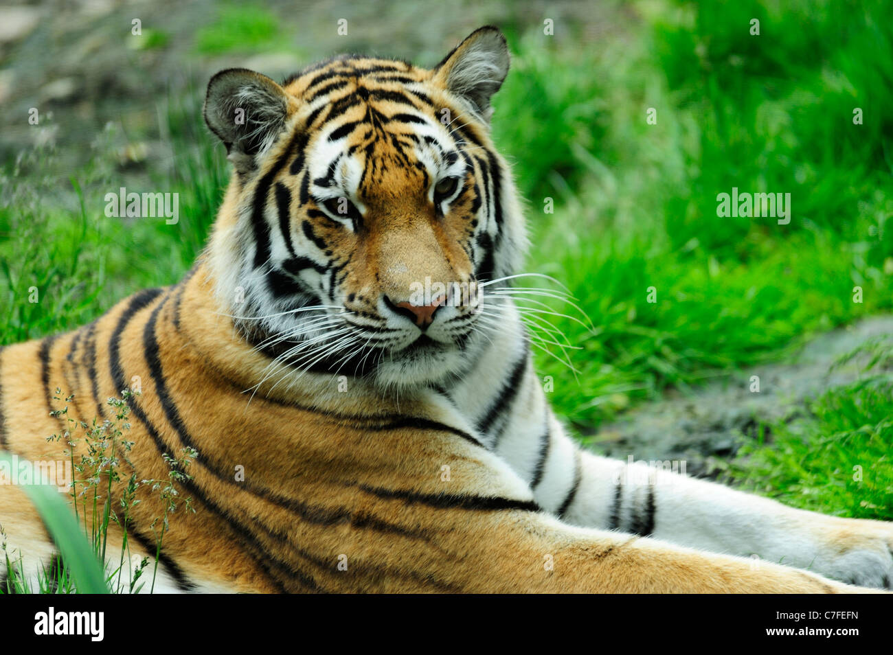 Amur tiger (panthera tigris altaica) originally known as Siberian Tiger ...