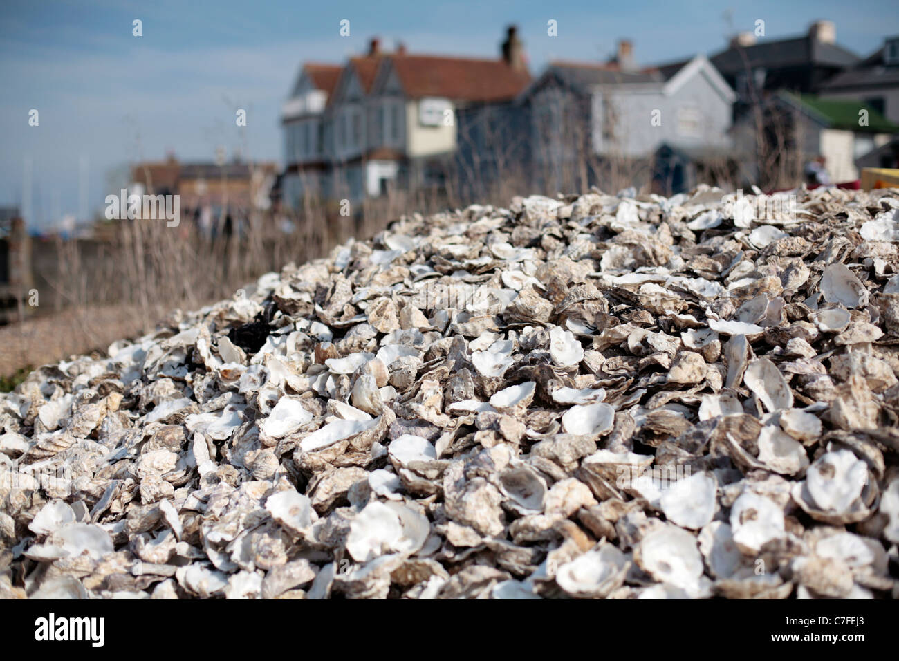 Pile of oyster shells on the beach in Whitstable, UK Stock Photo - Alamy