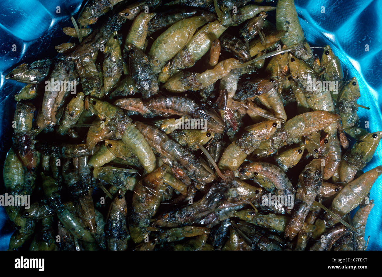 Nsenene katydid (Ruspolia differens:Tettigonidae) crisp fried and ...