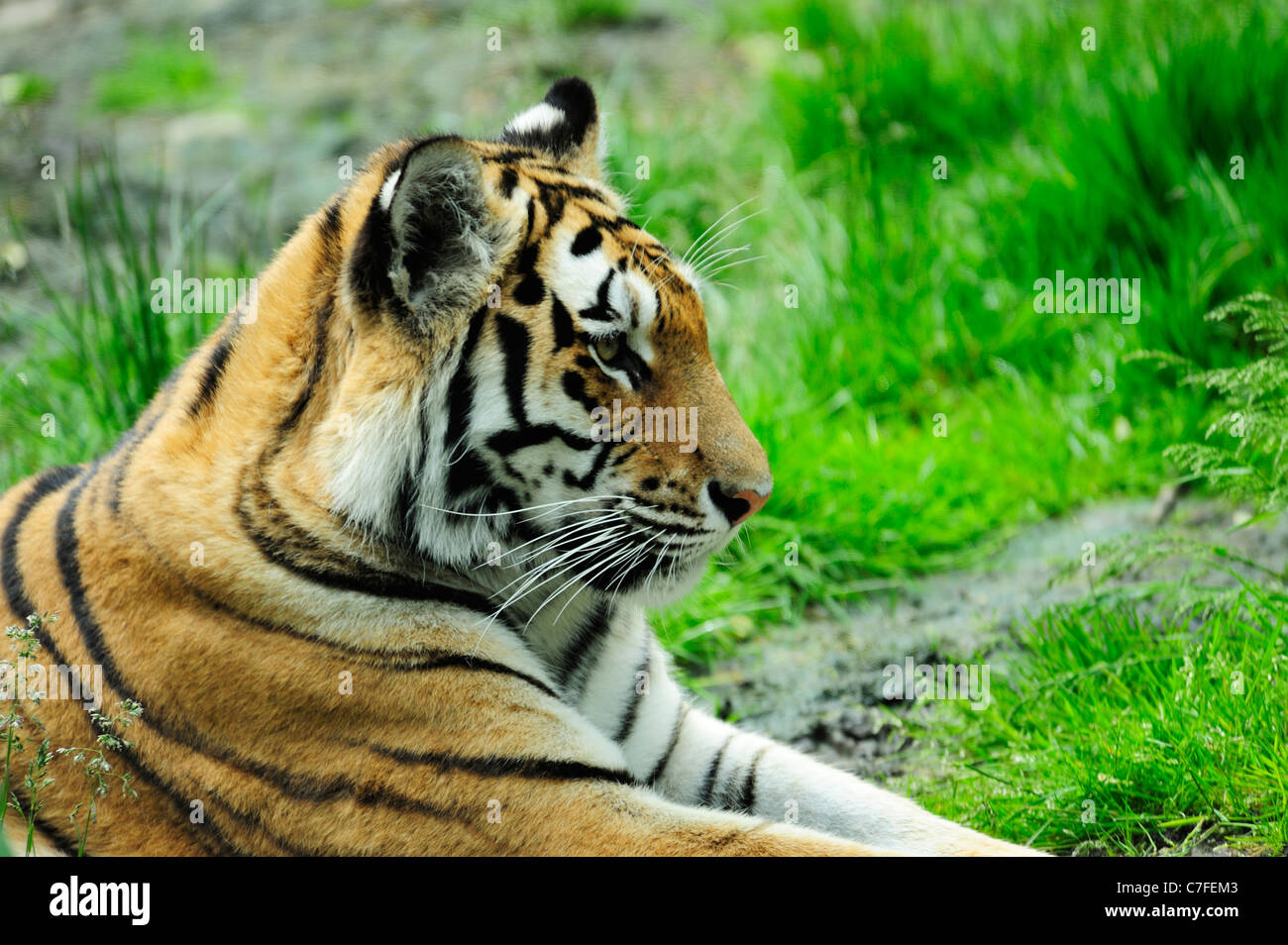 Amur tiger (panthera tigris altaica) originally known as Siberian Tiger ...