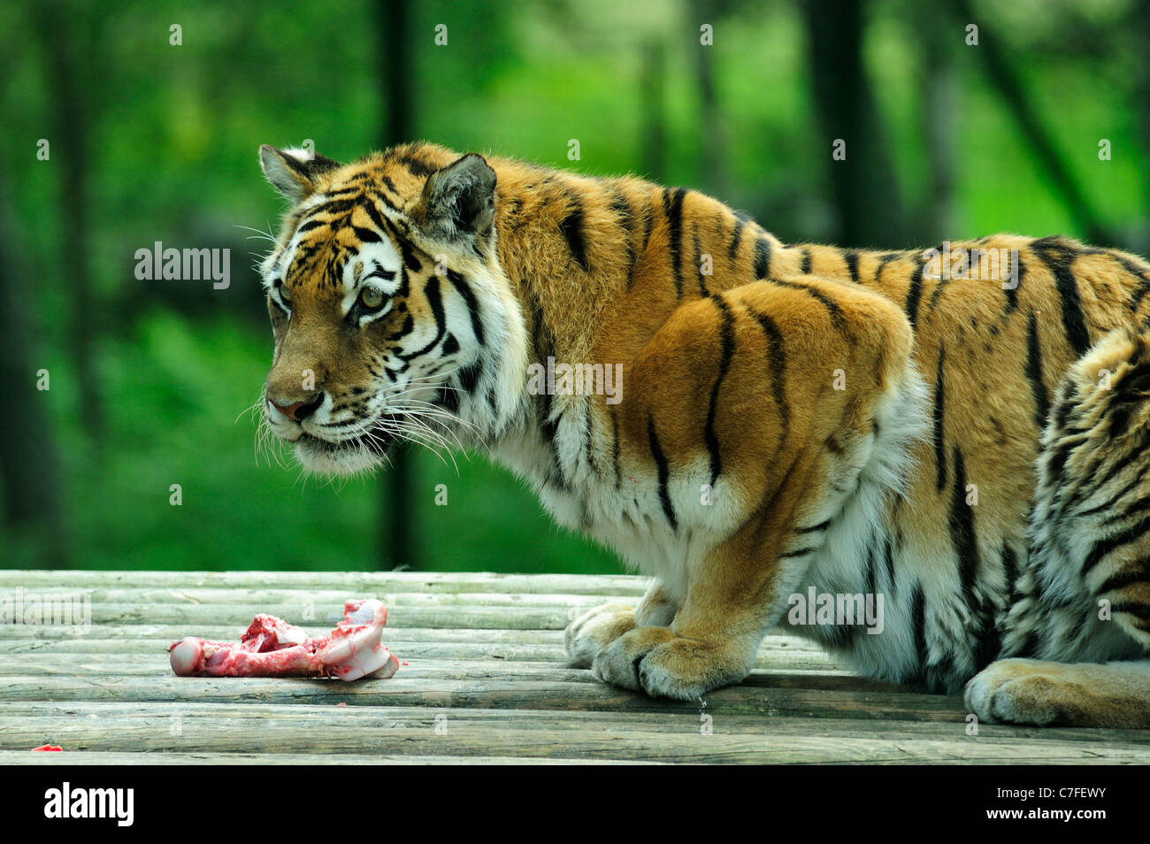 Amur tiger (panthera tigris altaica) originally known as Siberian Tiger ...