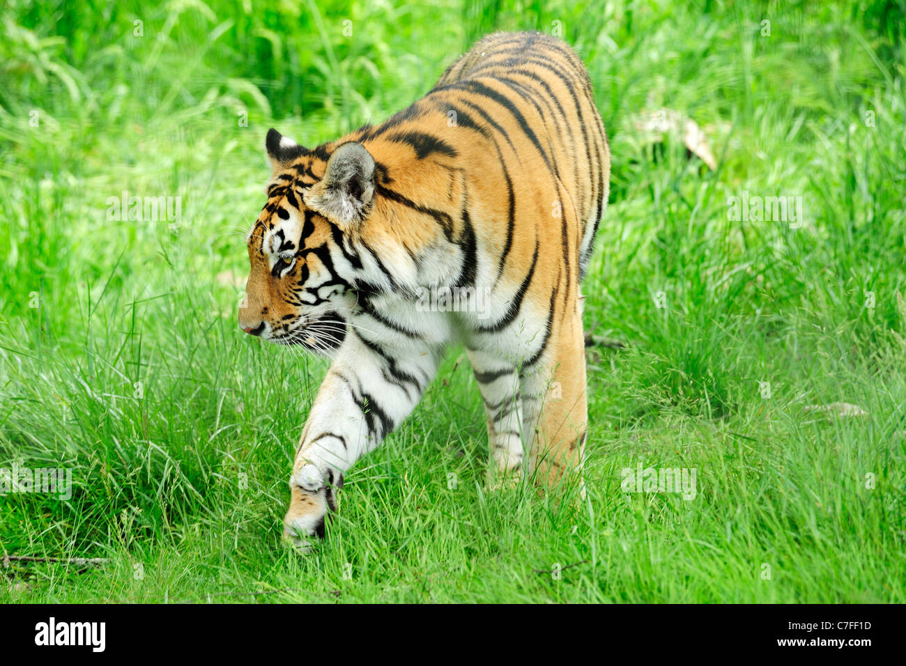 Amur tiger (panthera tigris altaica) originally known as Siberian Tiger ...