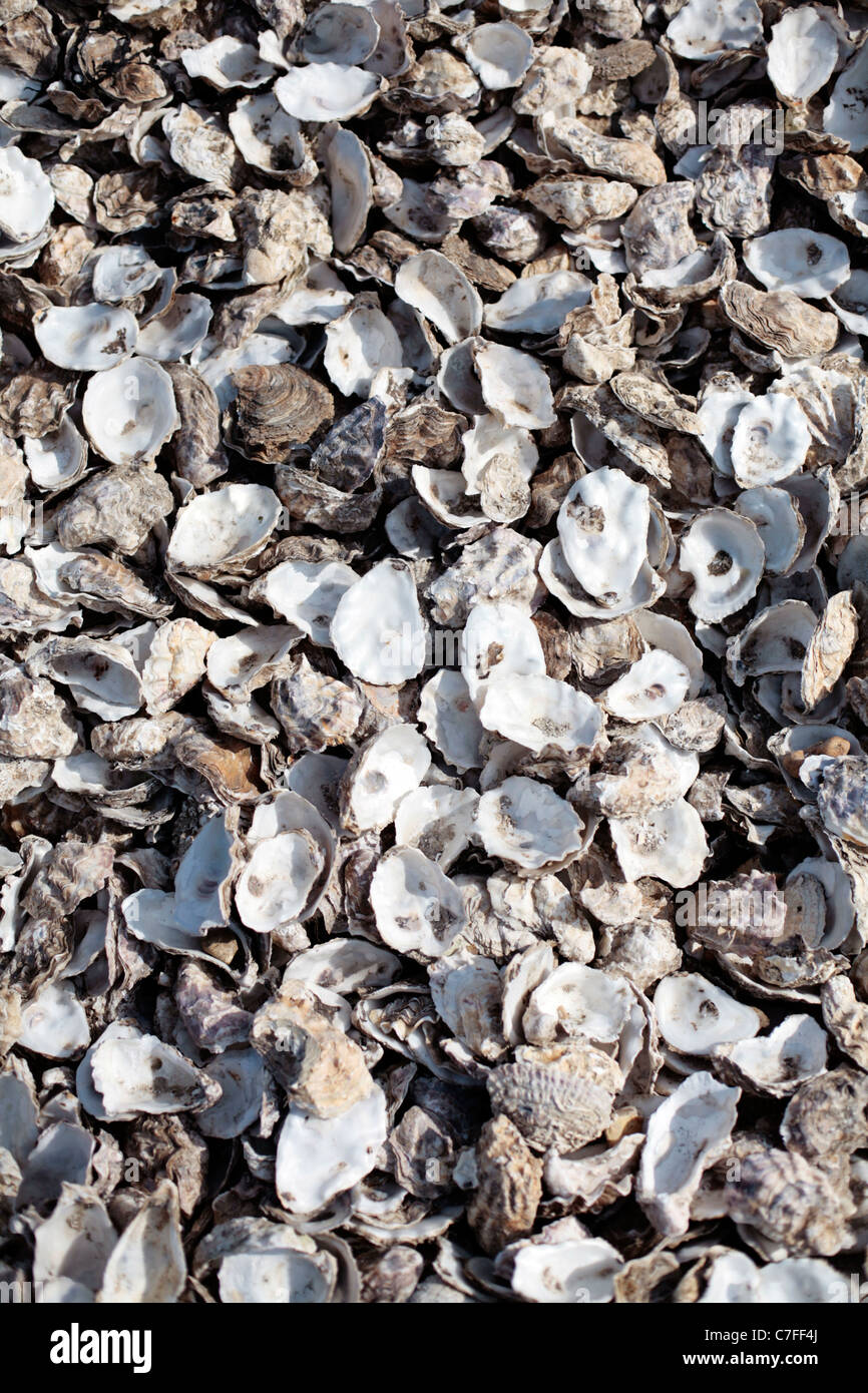 Pile Of Oyster Shells High Resolution Stock Photography and Images - Alamy