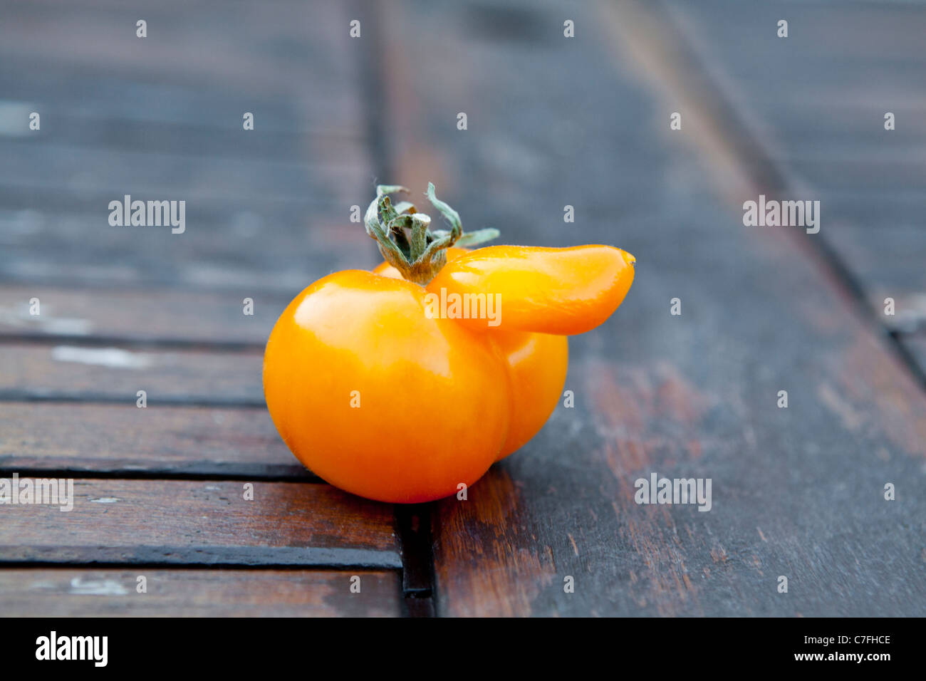 A Golden Sunrise Tomato that has grown into a rude and funny shape ...
