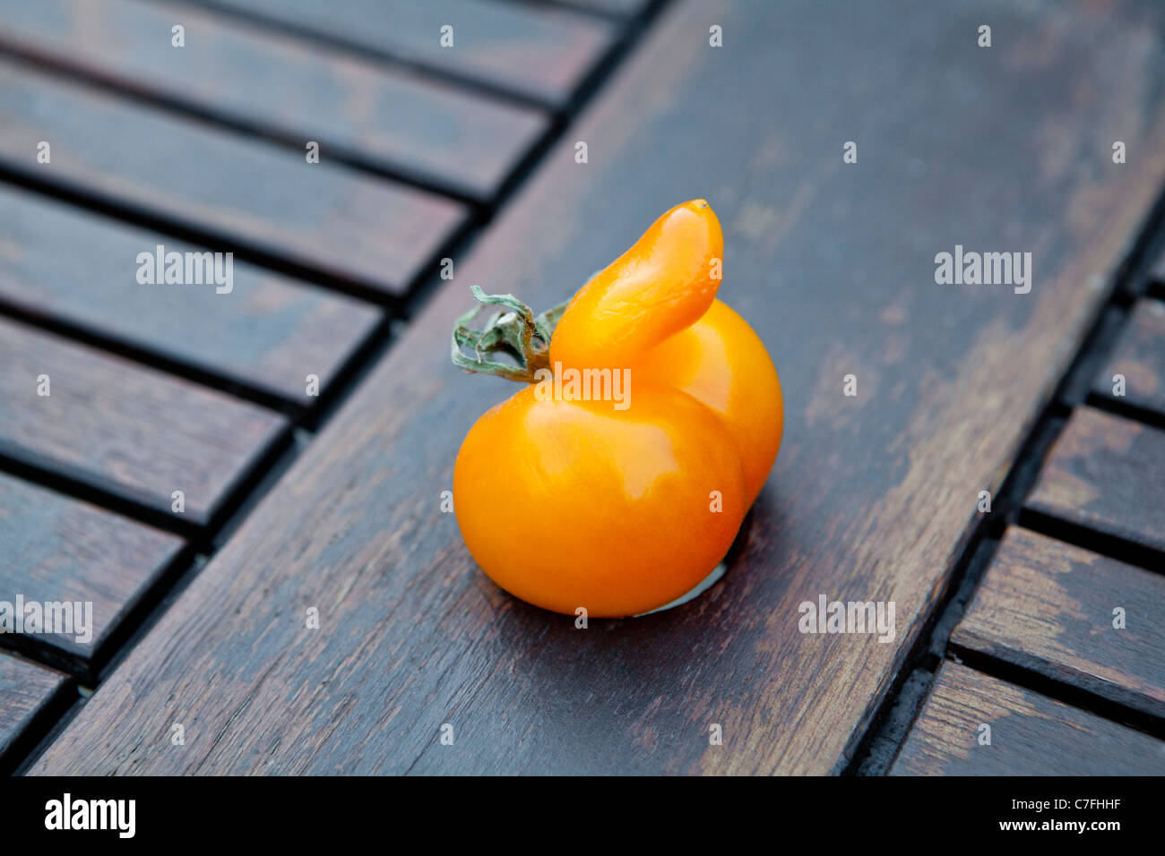 A Golden Sunrise Tomato that has grown into a rude and funny shape ...