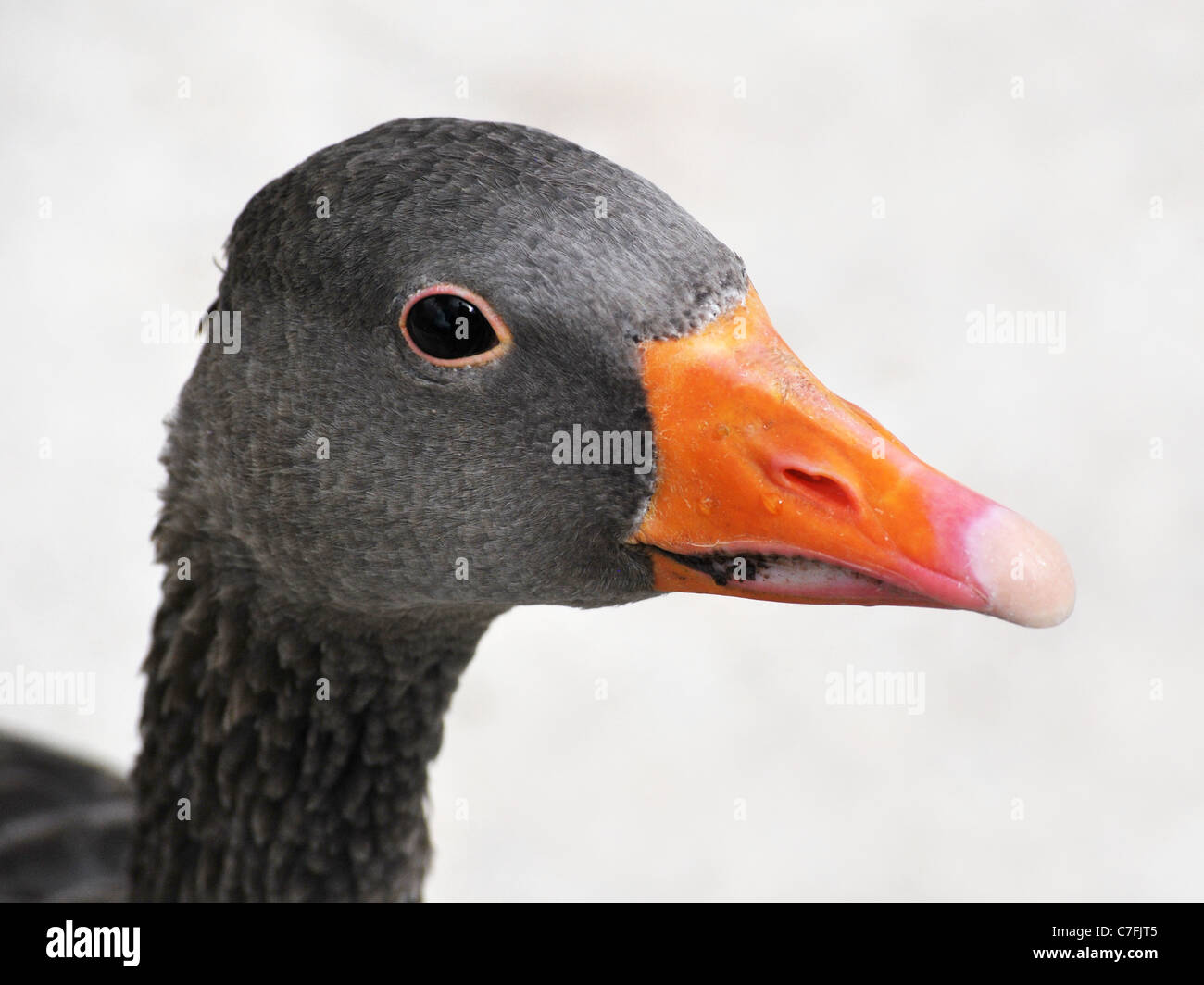 A portrait of the head of a greylag goose Stock Photo - Alamy