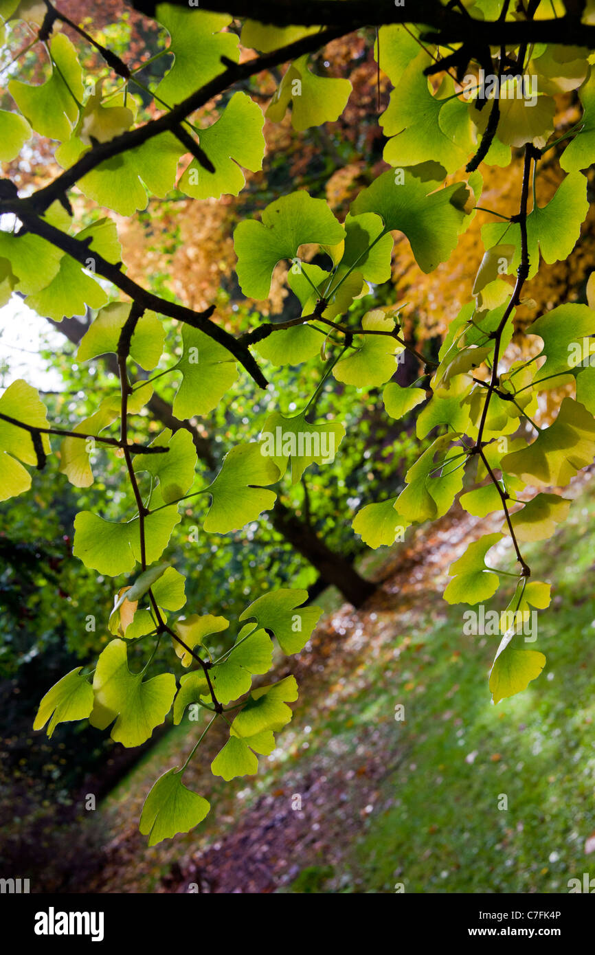 Ginkgo biloba tree hi-res stock photography and images - Alamy