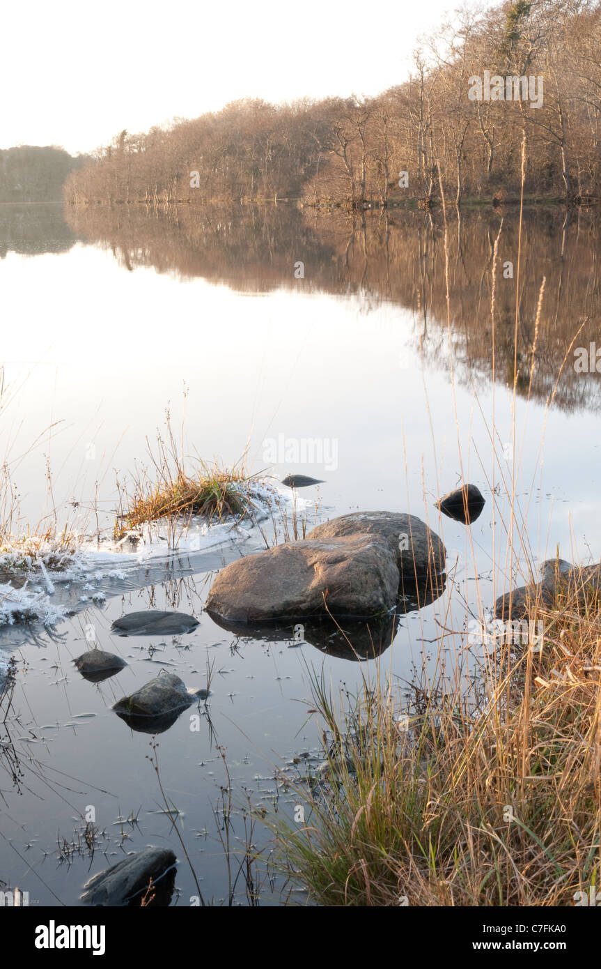 REFLECTING LAKESIDE TREES Stock Photo - Alamy