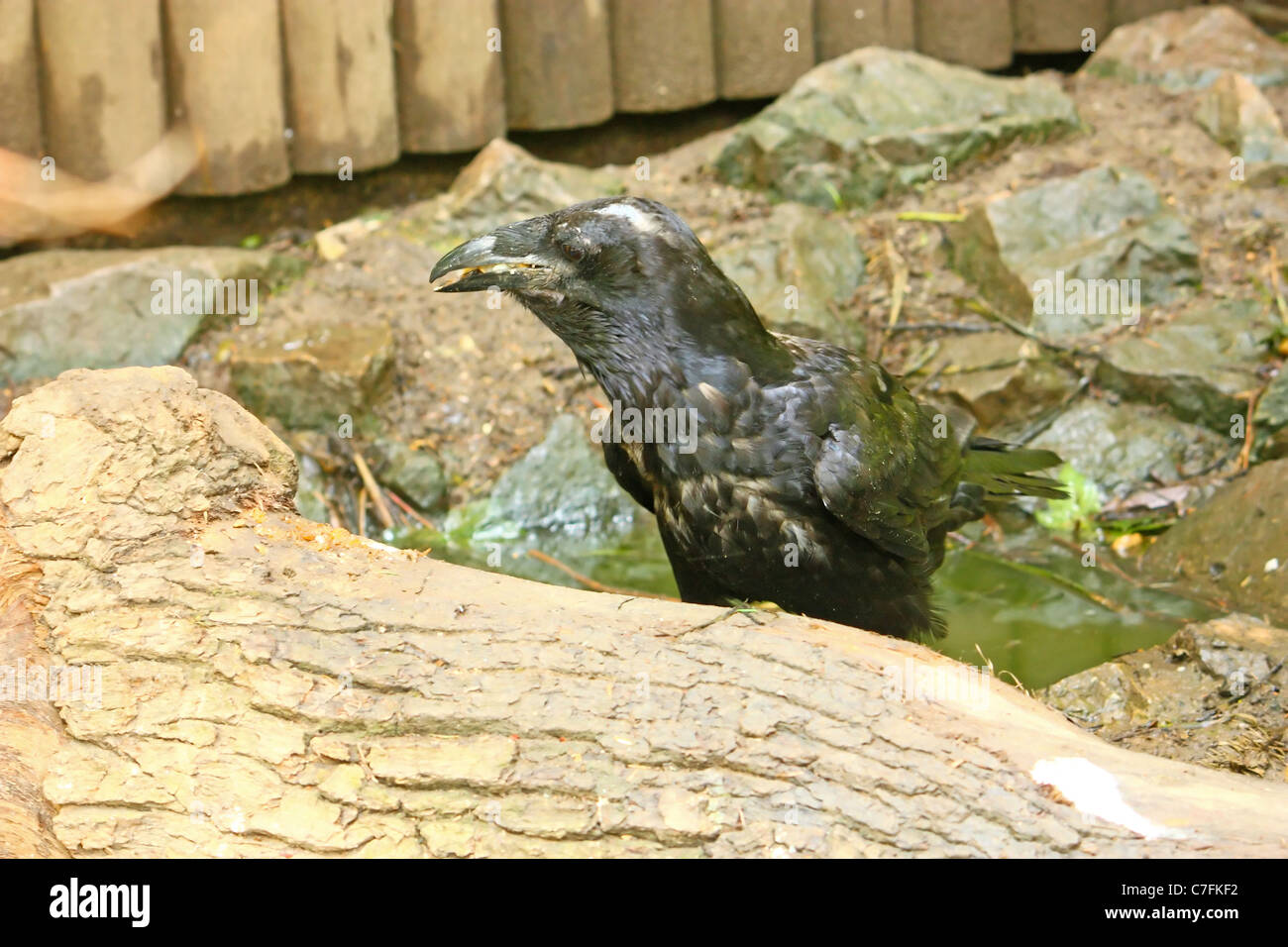 Black raven on the floor ground, picture from the ZOO Stock Photo - Alamy