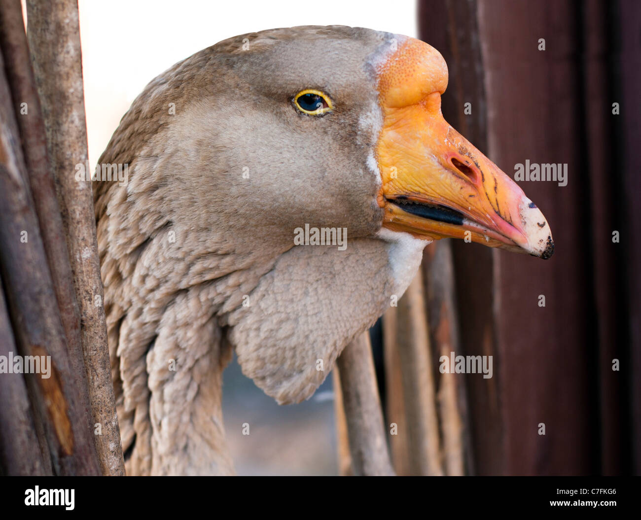 Goose eyes hi-res stock photography and images - Alamy