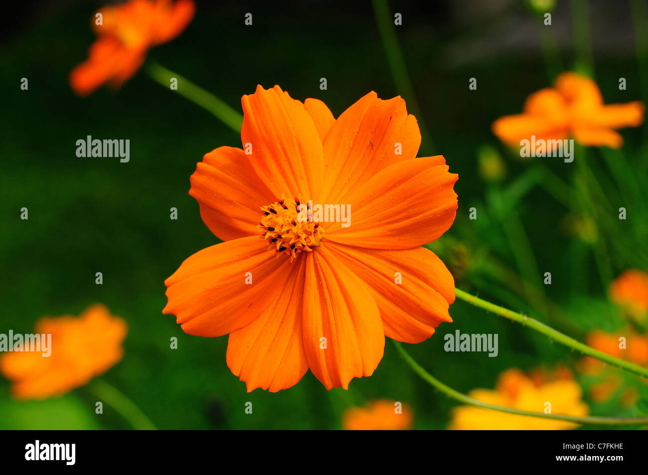 Orange Cosmos Flower Stock Photo - Alamy