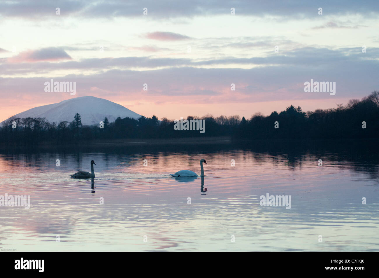 TWO SWANS AND NEPHIN MOUNTAIN Stock Photo - Alamy