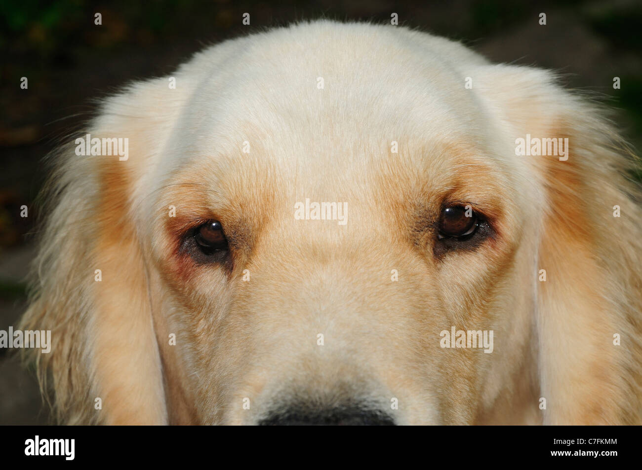 Face of a British-type Golden Retriever Stock Photo - Alamy